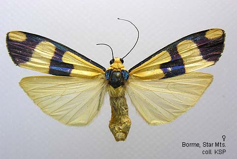 Papua Insects Foundation (Lepidoptera/Erebidae(Arctiinae)/Oeonistis delia)